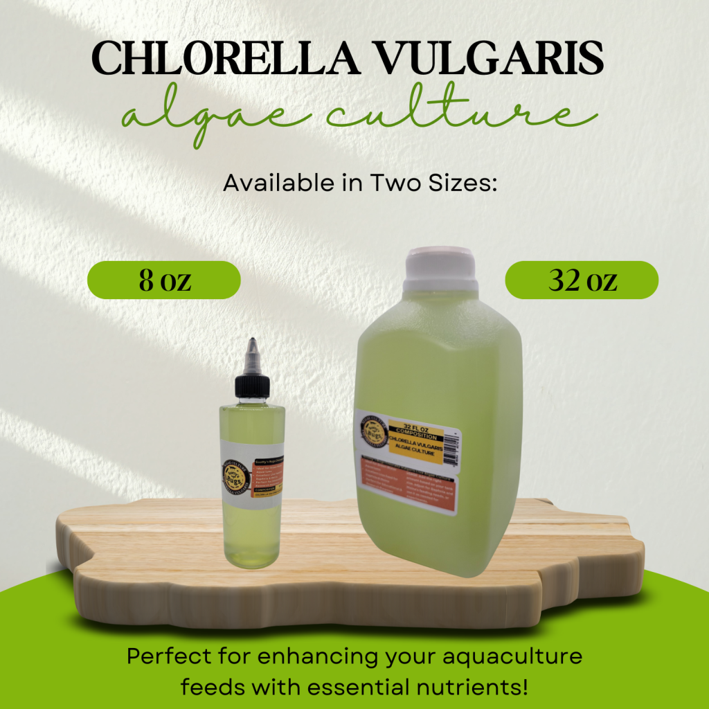 Live Chlorella Vulgaris Algae Culture – Green Water Starter for Daphnia ...