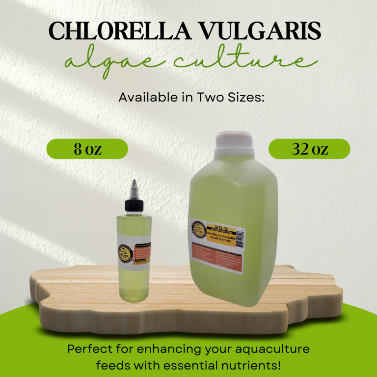 Live Chlorella Vulgaris Algae Culture – Green Water Starter for Daphnia ...
